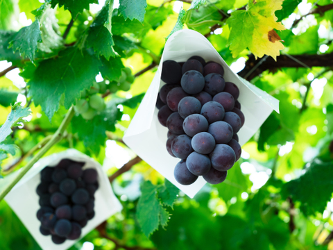 【宇宙グレープ藤稔限定30箱】人気ランキング常連の黒系葡萄リピーター続出で大人気【2024年8月中旬発送 】約2kg2～5房：山梨県産の藤稔｜食べチョク｜産地直送(産直)お取り寄せ通販 ...