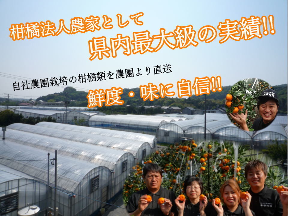 【夏ギフト】【2箱まとめ買い】とろける甘さ！濃厚ハウスみかん！果汁たっぷり！キンキンに冷やしてやみつき！ネットで話題の「蜜ツ星（みつぼし）」お試し品 サイズ混合 約2kg2箱セット【商品番号 ...