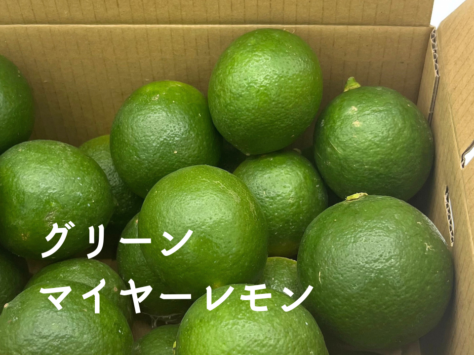 グリーンマイヤーレモン 国産レモン 瀬戸内産 5㎏：愛媛県産のみかん・柑橘類｜食べチョク｜産地直送(産直)お取り寄せ通販 - 農家・漁師から旬の食材を直送