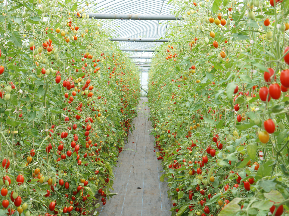 【有機JAS】濃厚！有機トマトジュース 紅色の恵 710ml×2本／甘みの強いミニトマト〈アイコ〉100％使用！：北海道産の果物｜食べチョク｜産地直送(産直)お取り寄せ通販 - 農家・漁師から ...