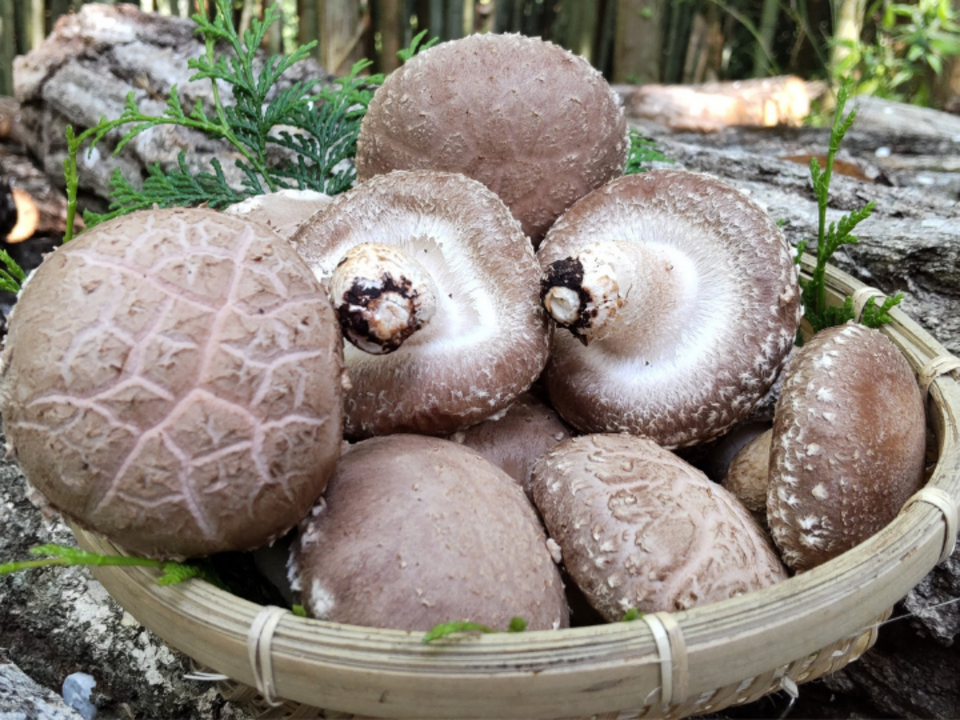 ！予約販売！【採れたて原木生しいたけ専門農家のしいたけ】形自慢(60サイズ) 日時指定不可：岡山県産のシイタケ｜食べチョク｜産地直送(産直)お ...