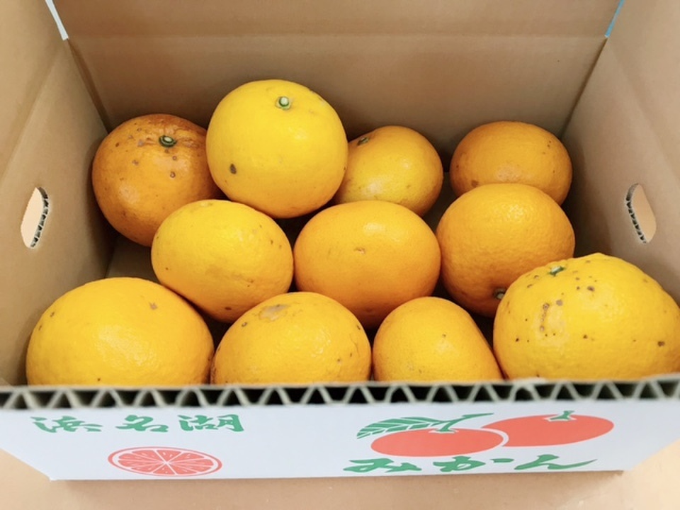 【甘夏みかん】大玉L・ 2L・3L ・4Lミックス ! 4kg：静岡県産のみかん・柑橘類｜食べチョク｜産地直送(産直)お取り寄せ通販 - 農家・漁師から旬の食材を直送