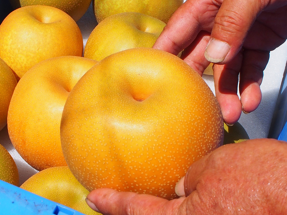 【農薬節減】もぎたて!! 梨「幸水」5kg(10〜16玉) 秀品 ギフトにも!! 贈答用 5キロ：宮城県産の幸水｜食べチョク｜産地直送(産直)お取り寄せ通販 - 農家・漁師から旬の食材を直送