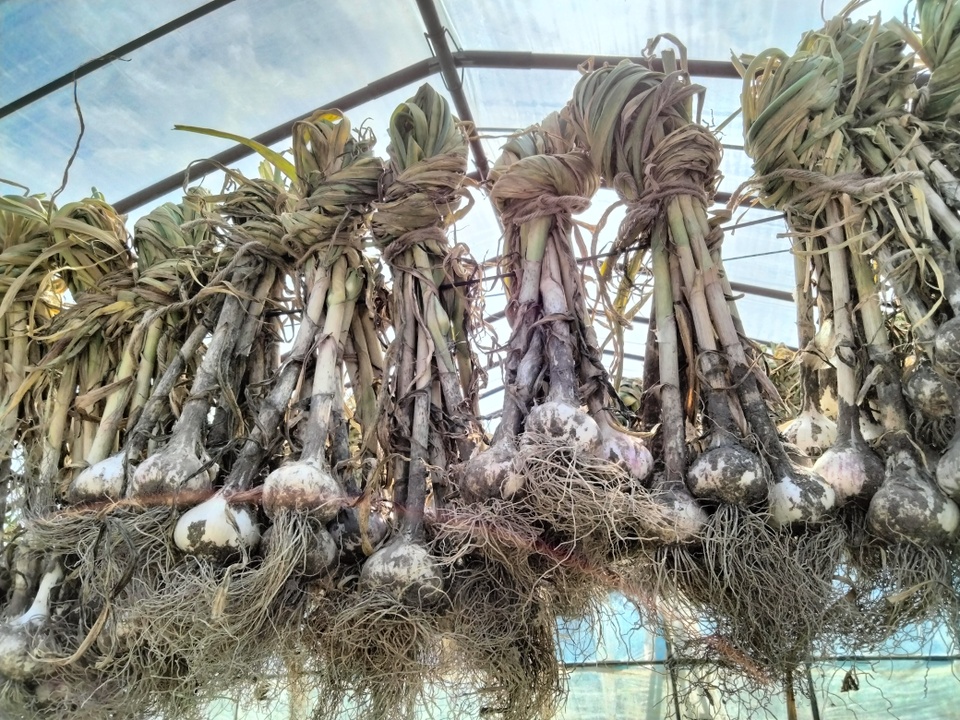 【天日干しにんにく使用】青森県十和田市産黒にんにく600g（24玉前後）：青森県産の加工品｜食べチョク｜産地直送(産直)お取り寄せ通販 - 農家・漁師から旬の食材を直送