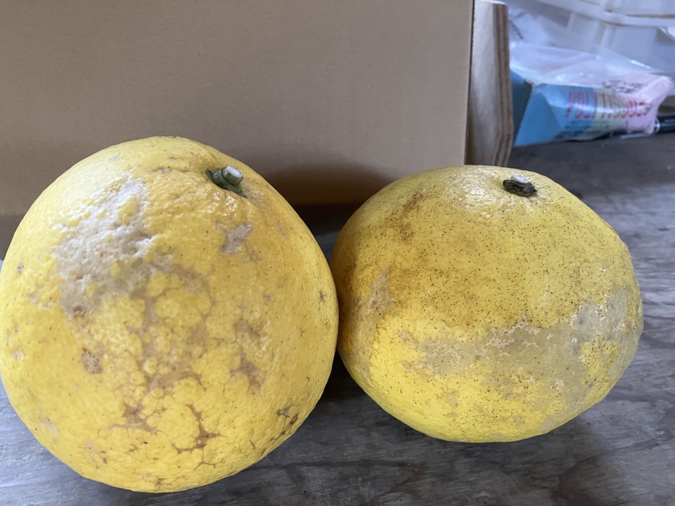 自然農法_土佐文旦2L-4L 2Kg 4月クール限定：高知県産のみかん・柑橘類｜食べチョク｜産地直送(産直)お取り寄せ通販 - 農家・漁師から旬の食材を直送