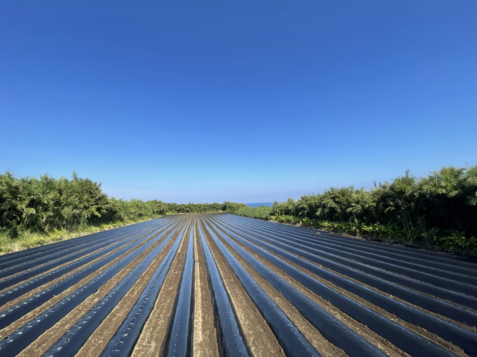 【絶品】種子島産 安納芋 Sサイズ 20kg(箱別)｜aimo農園：鹿児島県産の安納紅｜食べチョク｜産地直送(産直)お取り寄せ通販 - 農家・漁師から旬の食材を直送