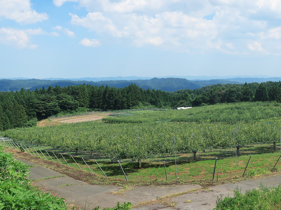 【農薬節減】もぎたて!! 梨 訳あり「幸水」5kg(10〜16玉) ご自宅用に!! 5キロ：宮城県産の幸水｜食べチョク｜産地直送(産直)お取り寄せ通販 - 農家・漁師から旬の食材を直送