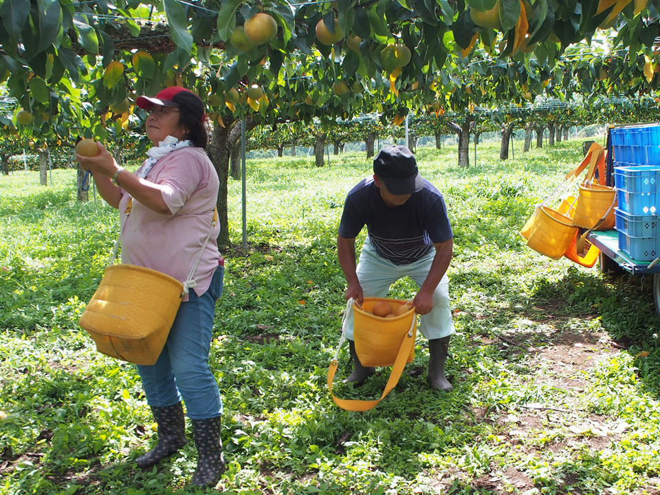 【農薬節減】もぎたて!! 梨「幸水」5kg(10〜16玉) 秀品 ギフトにも!! 贈答用 5キロ：宮城県産の幸水｜食べチョク｜産地直送(産直)お取り寄せ通販 - 農家・漁師から旬の食材を直送