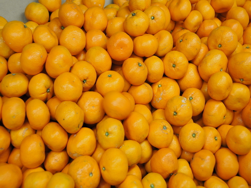 訳あり 有田みかん5kg (2S～3L) やまきずくん 和歌山：和歌山県産のみかん・柑橘類｜食べチョク｜産地直送(産直)お取り寄せ通販 - 農家・漁師から旬の食材を直送