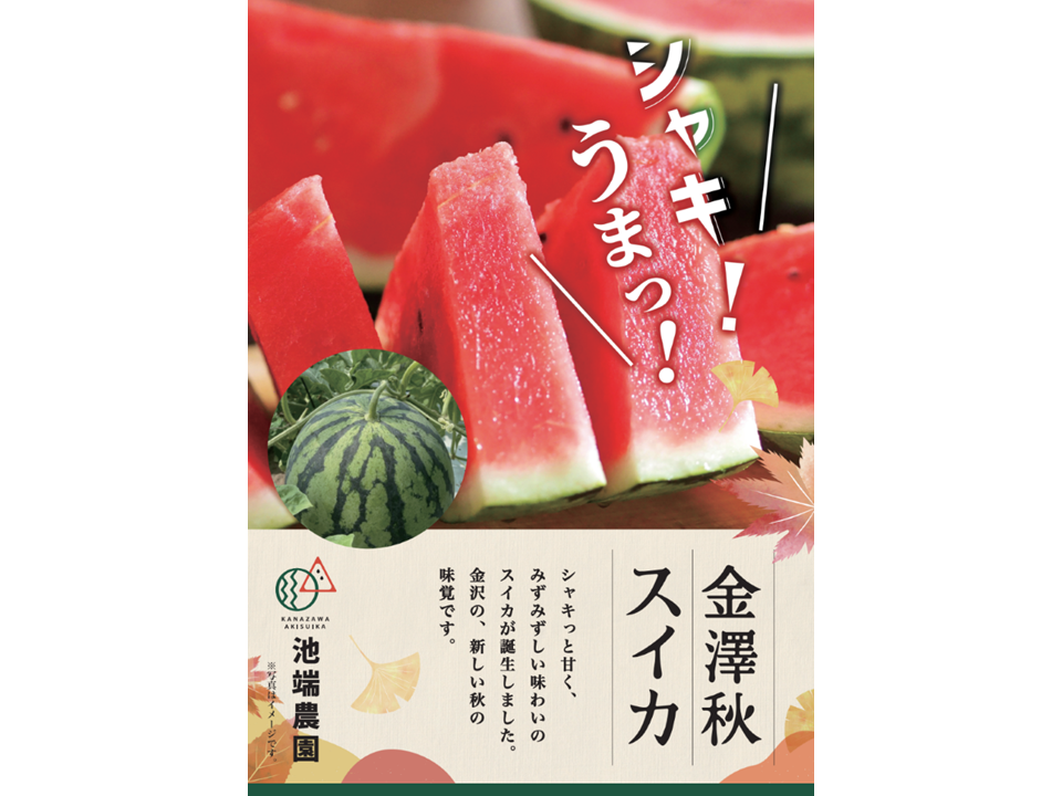 【砂丘地特産】金澤秋スイカ 7～10kg 冷蔵便：石川県産のその他スイカ｜食べチョク｜産地直送(産直)お取り寄せ通販 - 農家・漁師から旬の食材を直送