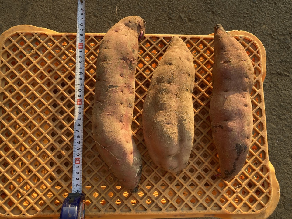 【BIGサイズ】熟成べにはるか 2L・3Lサイズ 10kg：茨城県産のべにはるか｜食べチョク｜産地直送(産直)お取り寄せ通販 - 農家・漁師から旬の食材を直送