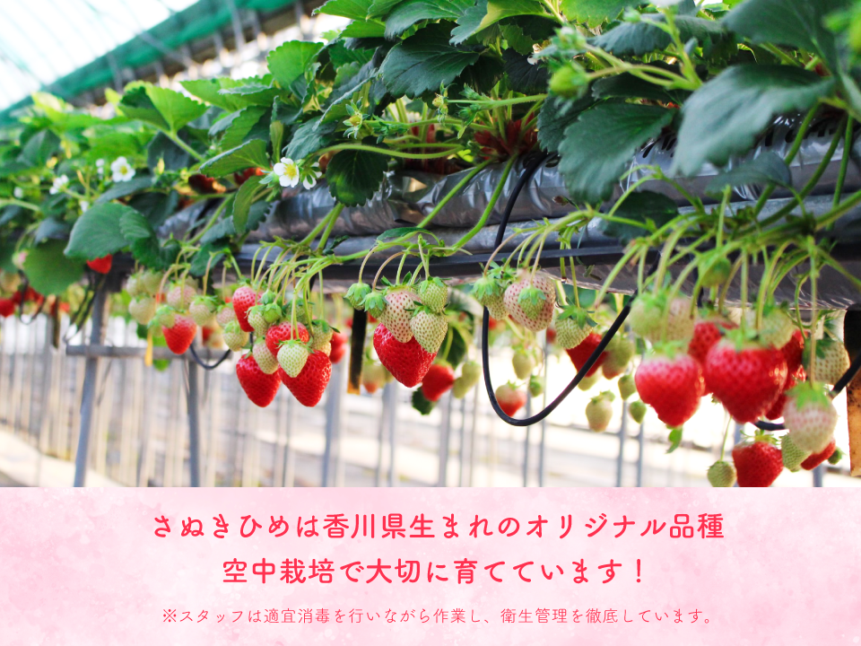 【SNSが得意じゃないイチゴ農家（41歳）が情熱を注ぐ】おうちでいちご狩り気分セット約1.7kg【苺音スタンダード約1.7kg】：香川県産のさぬきひめ｜食べチョク｜産地直送(産直)お取り寄せ ...