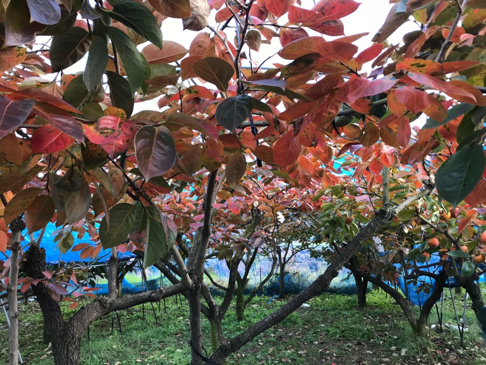 サクサク食感+上品な甘さの柿 【家庭用】太秋柿 約2kg6～8玉：熊本県産の太秋｜食べチョク｜産地直送(産直)お取り寄せ通販 - 農家・漁師から旬の食材を直送