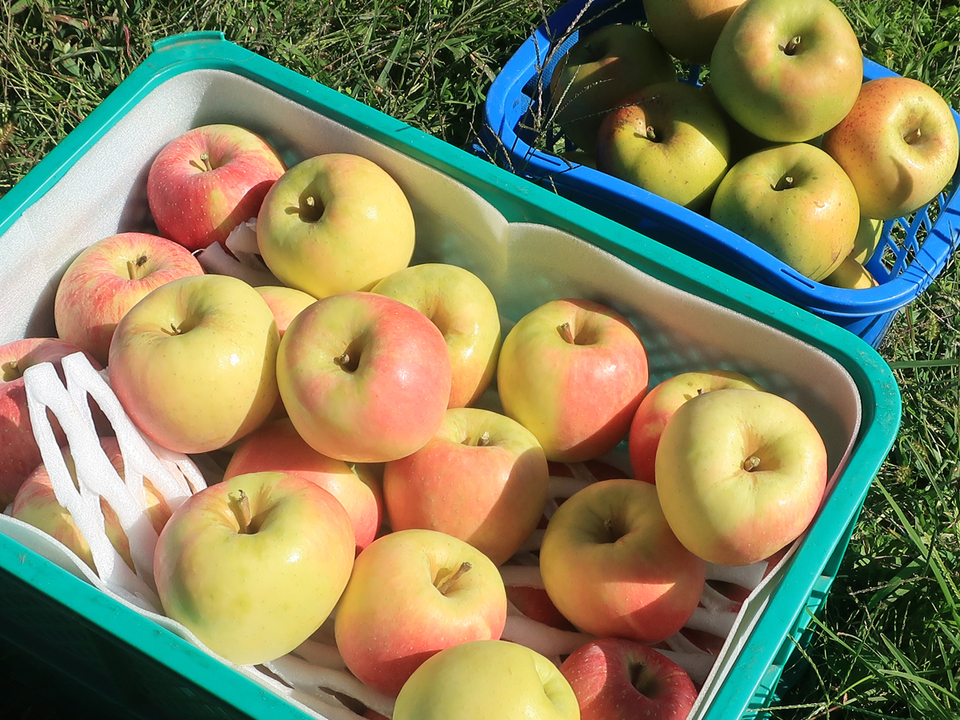 希少 りんご 2~3種 詰め合わせ 3kg(8〜12玉)セット 家庭用 訳あり 食べ比べ【 ぐんま名月/こうとく/ひろのかおり/あまみつき/小町ふじ/黒千寿】：宮城県産のぐんま名月｜食べチョク ...