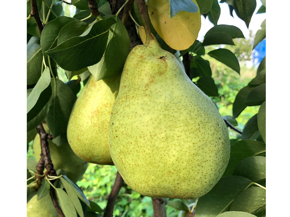 農薬節減 洋梨 マルゲリット・マリーラ 3kg 6〜12玉 家庭用 訳あり バラ【9月上旬〜】：山形県産のマルゲリット・マリーラ｜食べチョク｜産地直送(産直)お取り寄せ通販 - 農家・漁師から ...