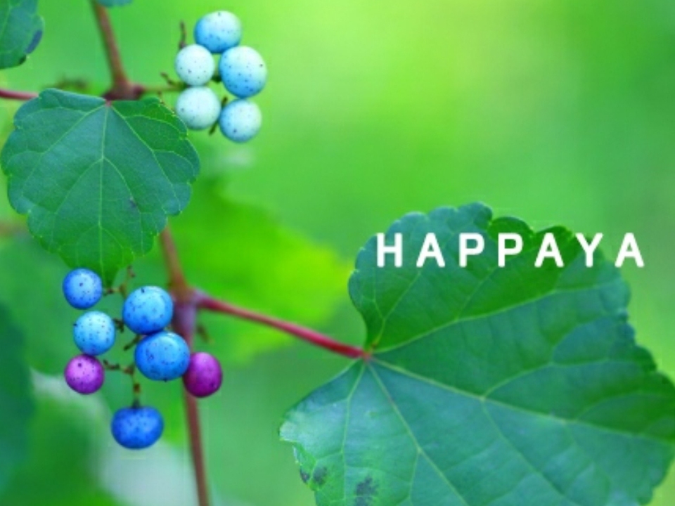 《大容量5袋セット！煮出し専用》有機JAS認証取得済★1包5gx30日分★酵素が生きてるうまぶどう茶★野ぶどう茶：香川県産のお茶｜食べチョク｜産地直送(産直)お取り寄せ通販 - 農家・漁師から ...