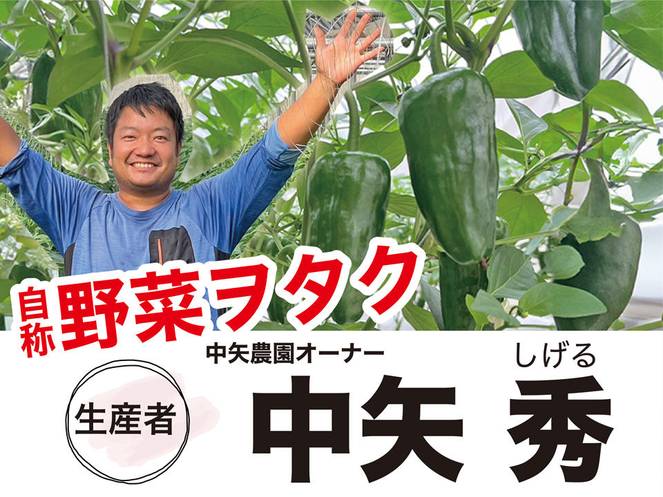 こどもも食べる『なかやキッズぴーまん』1kgセット（1個：35g~45g程度、1セット25～30個程度入り）：福岡県産のその他ピーマン｜食べチョク｜産地直送(産直)お取り寄せ通販 - 農家 ...